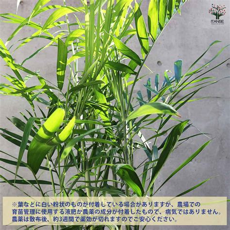 チャメドレア セフリジー 【観葉植物 8号鉢／1個売り】｜ 【植物のitanse】全品送料無料・即出荷
