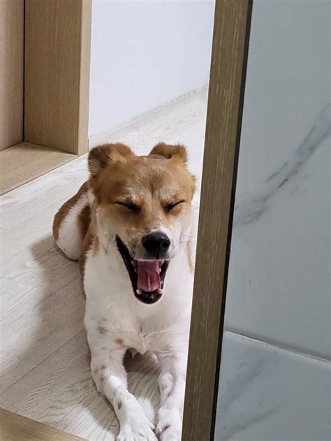 🤍 보조개수술 후기 네이버 블로그