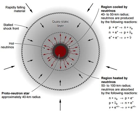 2 The Core Collapse Of A Type Ii Supernova Download Scientific Diagram