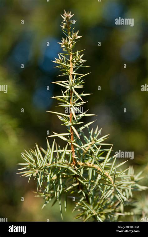 Common Juniper Ground Juniper Juniperus Communis Twig With Leaves