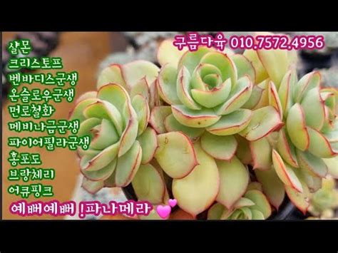 예쁘다 예뻐 파나메라군생 샬몬 크리스토프 홍포도 브랑체리 어큐핑크 메비나금군생 파이어필라군생 구름다육 010