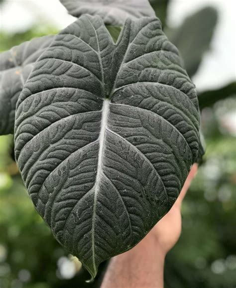 Alocasia Maharani Grey Dragon