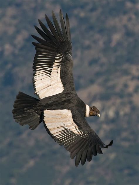 59 Best Images About Condor Peru On Pinterest Birds Argentina And