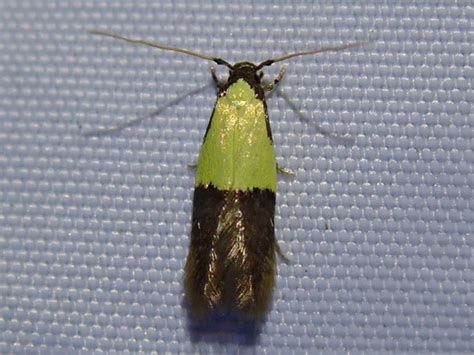 メンコガ亜科 Opogona sp