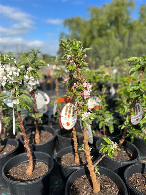 Malus Domestica Columnar Apple Neth Green