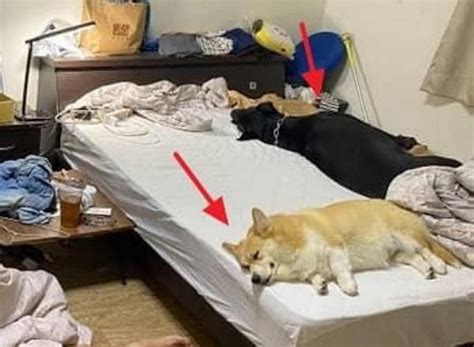 아빠가 강아지한테 침대 양보하고 자기는 바닥에 누워서 잠자는 슬픈 이유