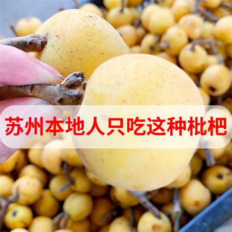 苏州白玉枇杷采摘大山谷图库
