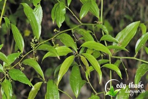 Cây Thuốc Kim Cang Chữa Bệnh Gì 24 Bài Thuốc Hữu ích Trong Dân Gian