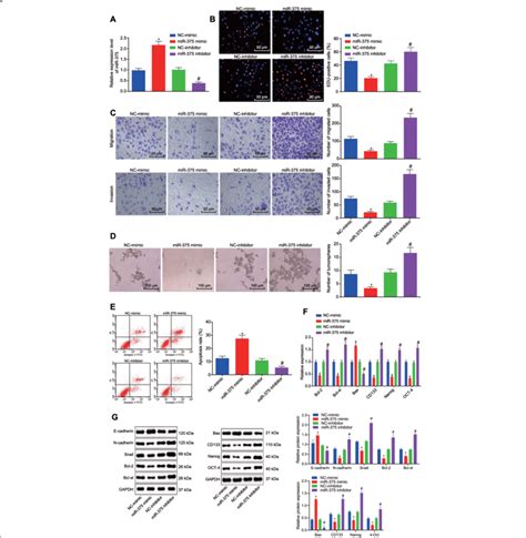 Mir 375 Suppressed Escc Cell Proliferation Invasion Migration And