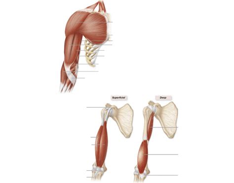 Anterior Muscles Of Upper Arm — Printable Worksheet