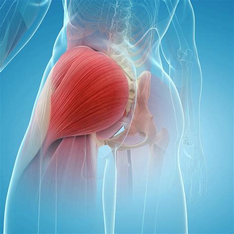 Gluteus Maximus Muscle In 2023 Human Body Anatomy Bod