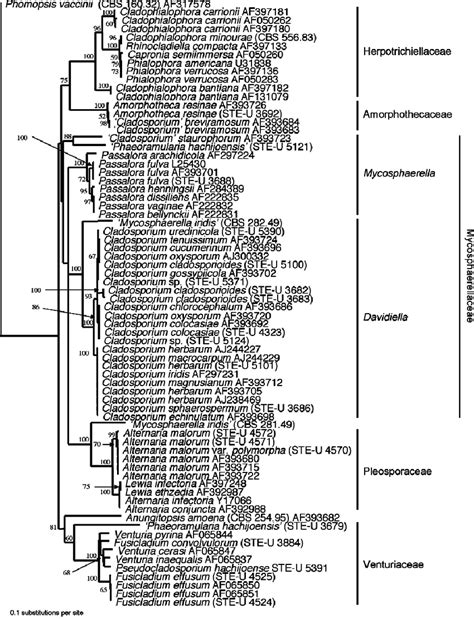 Phylogram Of Neighbour Joining Tree Obtained From ITS Sequencing Data