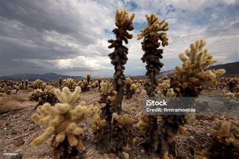 톨 Chollas 있는 Cholla 애교점 여호수아나무 국립 공원 가시에 대한 스톡 사진 및 기타 이미지 가시 격노한