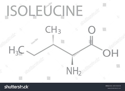 Isoleucine Molecular Skeletal Chemical Formula Stock Vector Royalty