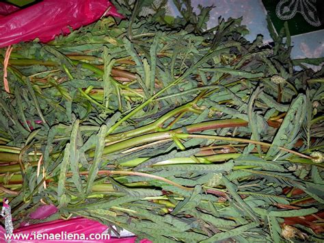 Pucuk Geti Atau Pucuk Turi Dan Khasiatnya Iena Lifestyle Blogger