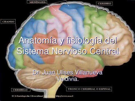 PPT Anatomía y fisiología del Sistema Nervioso Central PowerPoint