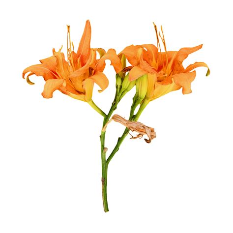 Wide Leaf Hemerocallis Flower Specimen 3d Model Download3d Modeling3d
