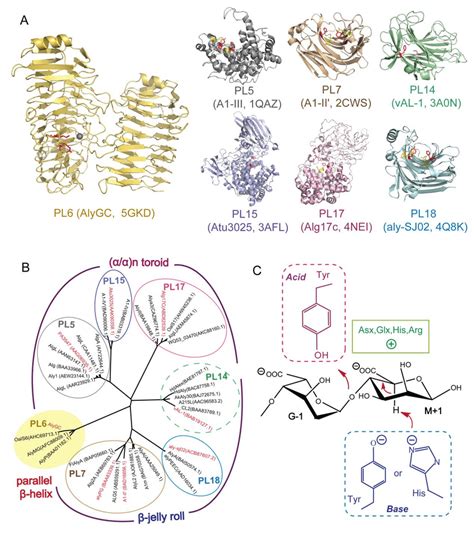 Comparison Of Structures And Catalytic Mechanisms Of Alginate Lyases