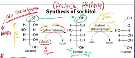 Sorbitol Pathway