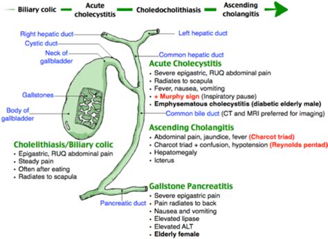 Cholangitis Flashcards Quizlet