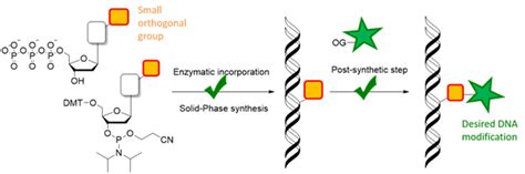 Nucleotides For Dna Post Synthetic Functionalization Through Click