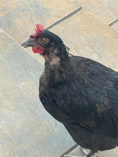 Chicken Losing Feathers On Neck Rchickens