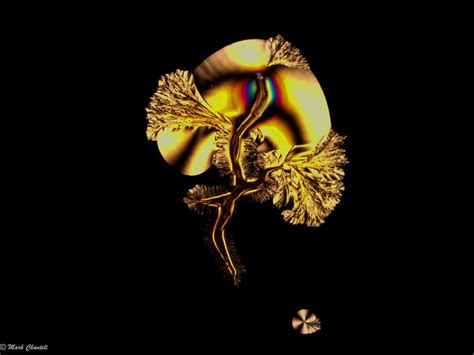 Cross Polarization Mc 2 Nature Photography