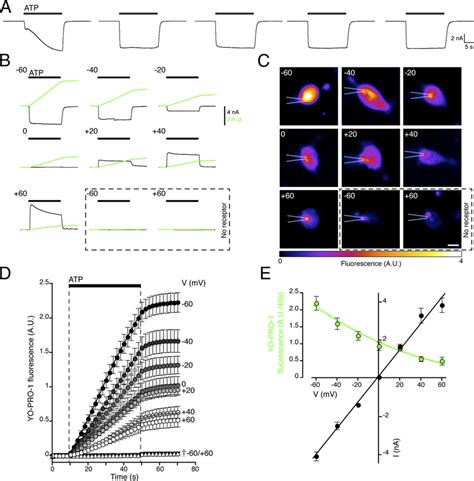 Simultaneous Measurement Of Membrane Current And Dye Influx A An