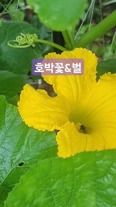 열일하는 호박꽃 안의 벌 그곳에가면 Youtube
