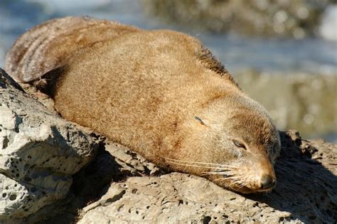 Premium Photo Seal On Rock Formation