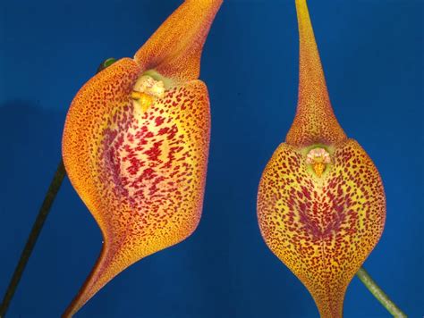Masdevallia Regina Care And Culture Travaldos Blog