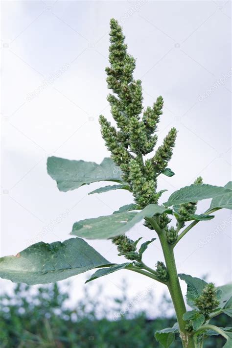 Trementina Bledo O Amaranthus