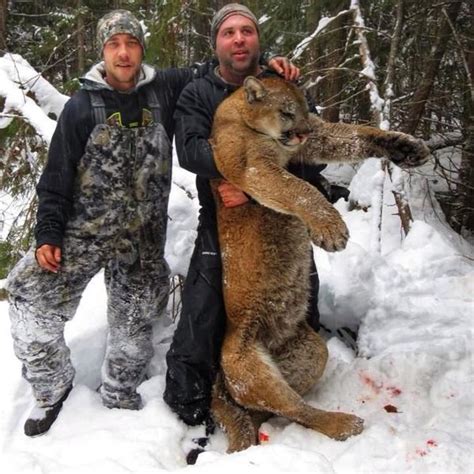 8 Day British Columbia Shiras Moose Cougar Bobcat And Lynx Hunt For
