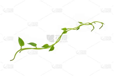悬垂的藤蔓常春藤叶丛，心形绿叶攀缘植物自然背景，白色背景与剪枝路径隔离 花瓣网