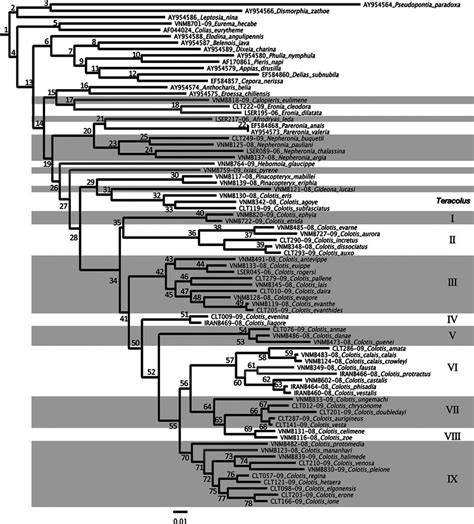 Maximum Likelihood Ml Phylogeny Of Combined Data Tree Length 6818 Download Scientific