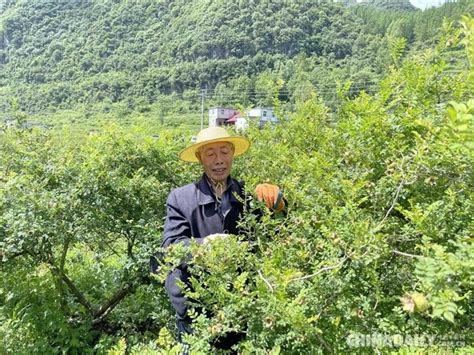 在生态文明建设上出新绩靠山吃山 贵州水城县野钟村运用刺梨让百姓腰包鼓起来 四川在线