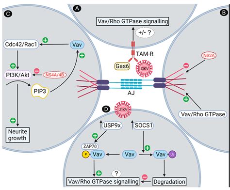 Proposed Mechanisms By Which ZIKV May Affect Vav And Rho GTPase
