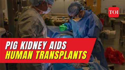 Xenotransplantation Putting Pig Organs To A Key Test In Donated Bodies