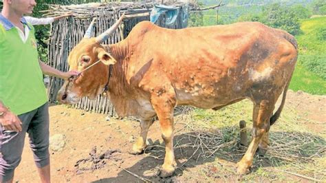 ‘लम्पी स्किनचा होतोय प्रसार । Lumpy Skin Disease