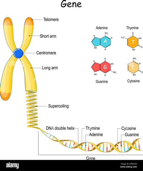 Centromere Telomere