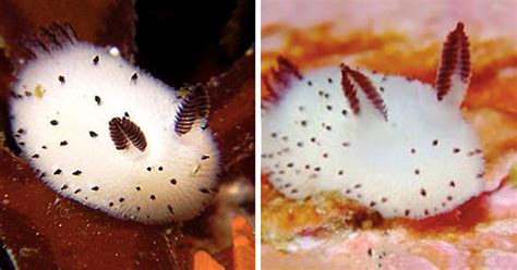 Sea Bunnies Japan Is Going Crazy About These Furry Sea Slugs Bored Panda