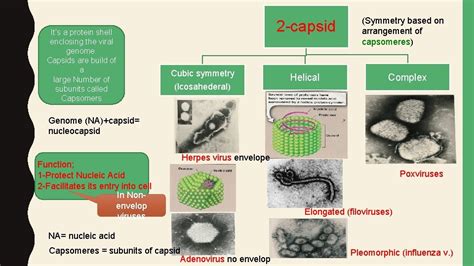 MICROBIOLOGY Lecture VIRAL STRUCTURE CLASSIFICATION IMPORTANT DOCTORS