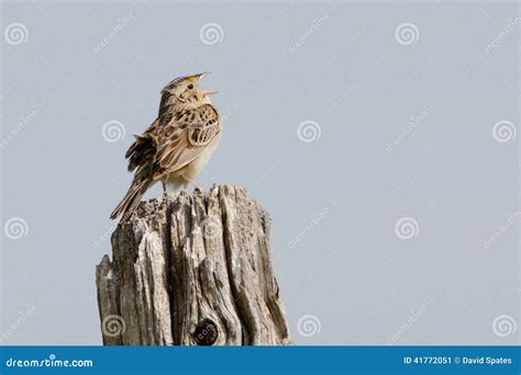 Grasshopper Sparrow Singing Stock Image Image Of Wildlife Ammodramus