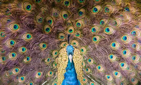 Peacock Feather Free Photo On Pixabay