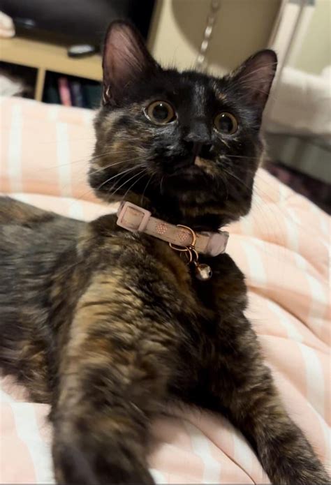 Adopted This Sweet Kitty Today Shes Got More Energy Than I Could Have