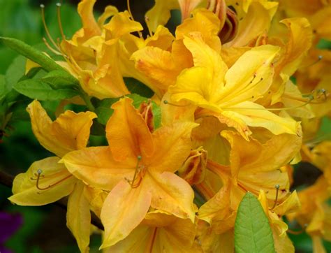 Uma flor por dia: Azaleia