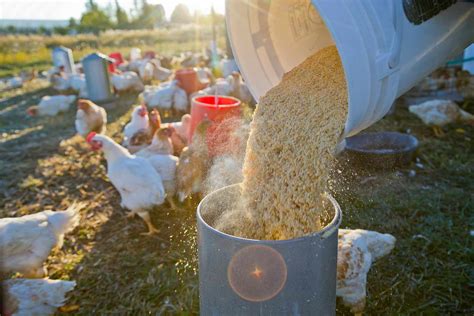 When Does The Circular Economy Improve Agri Food Sustainability Network For Business