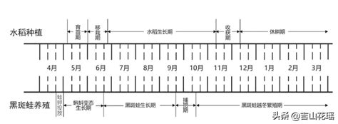 稻 黑斑蛙综合种养关键技术