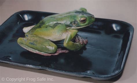 Ranavirus Iridovirus