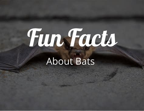 12 Amazing Fun Facts About Bats That Will Make You Admire Them Even